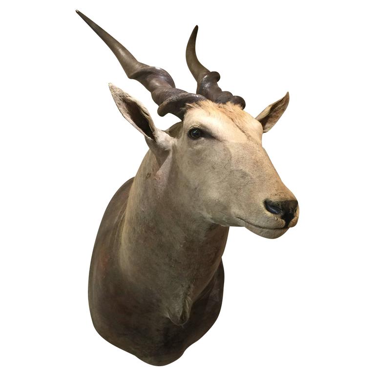 Giant Eland Taxidermy Mount at 1stdibs