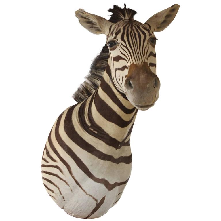 Vintage Zebra Mount Taxidermy at 1stDibs