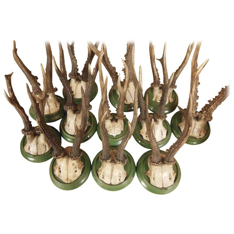 Collection of Mounted Antlers at 1stDibs