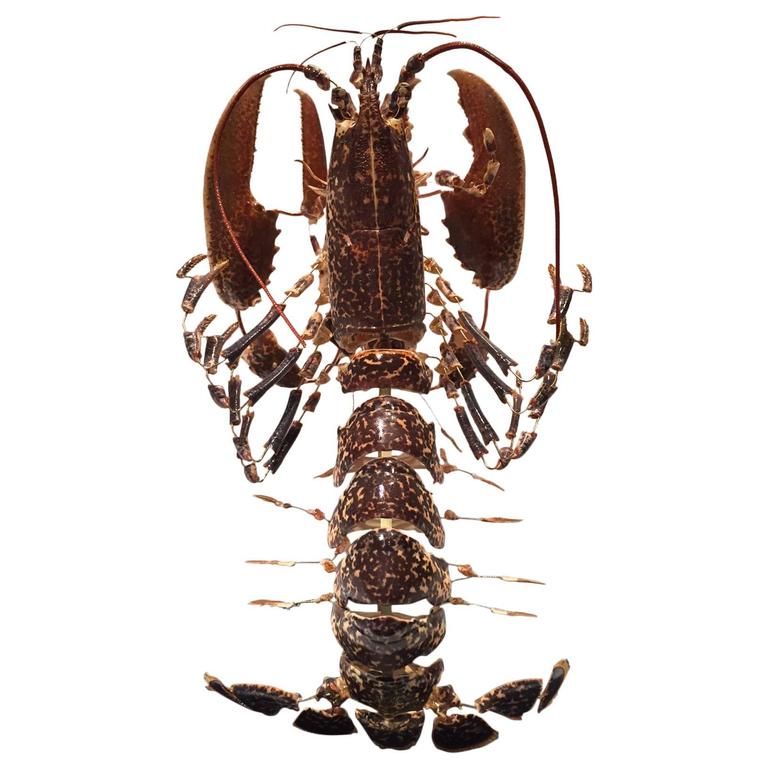 Deconstructed Clawed Lobster (Homarus Gammarus) at 1stDibs | homarus ...