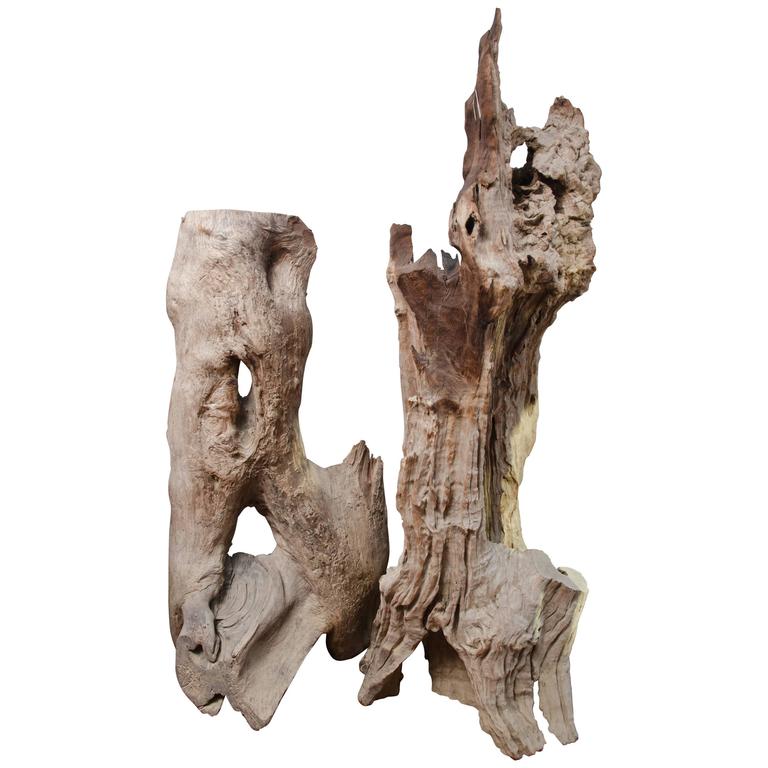 Thai River Bed Petrified Tree Root from Chang Mai For Sale at 1stDibs