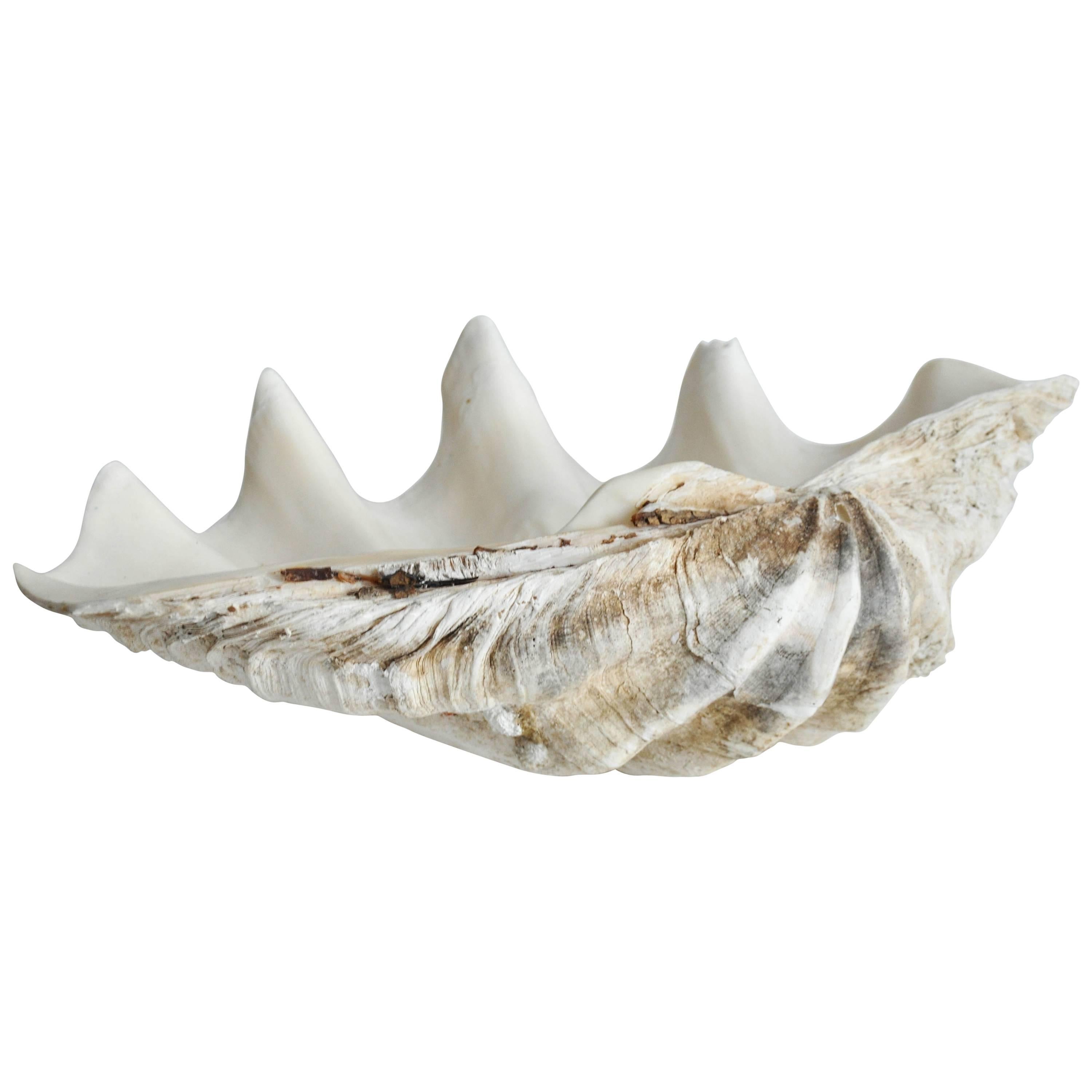 Large Natural Clam Shell For Sale at 1stDibs