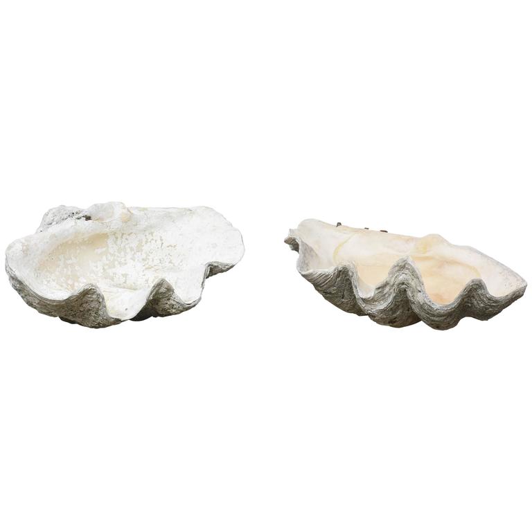 Pair of Rare Giant Natural Clam Shells For Sale at 1stDibs