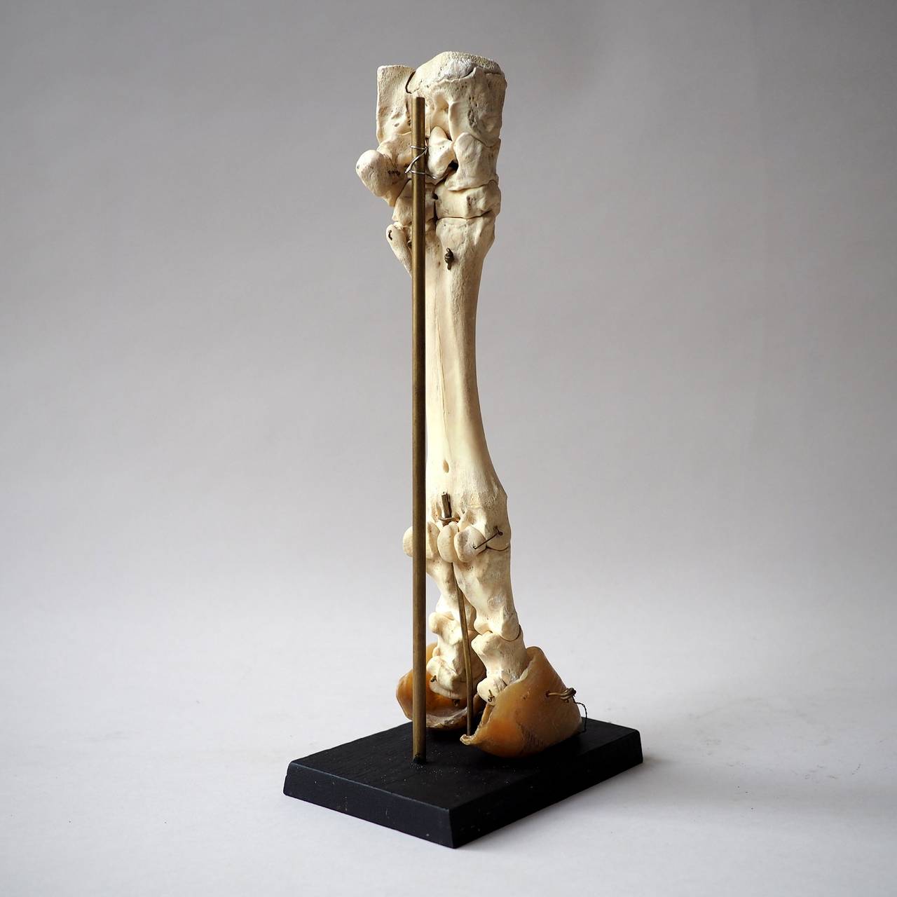 Foreleg Specimen Skeleton For Sale at 1stDibs