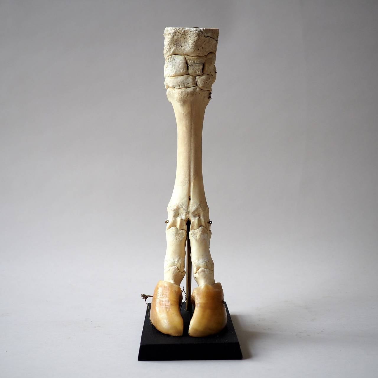 Foreleg Specimen Skeleton For Sale at 1stDibs