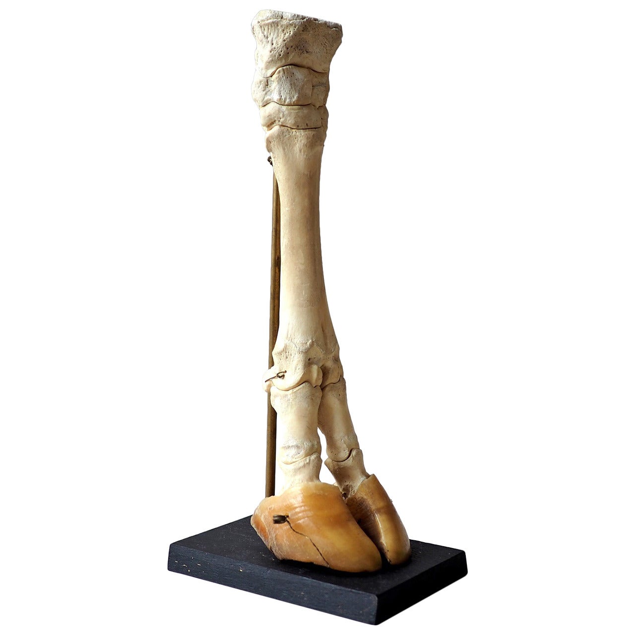 Foreleg Specimen Skeleton For Sale at 1stDibs