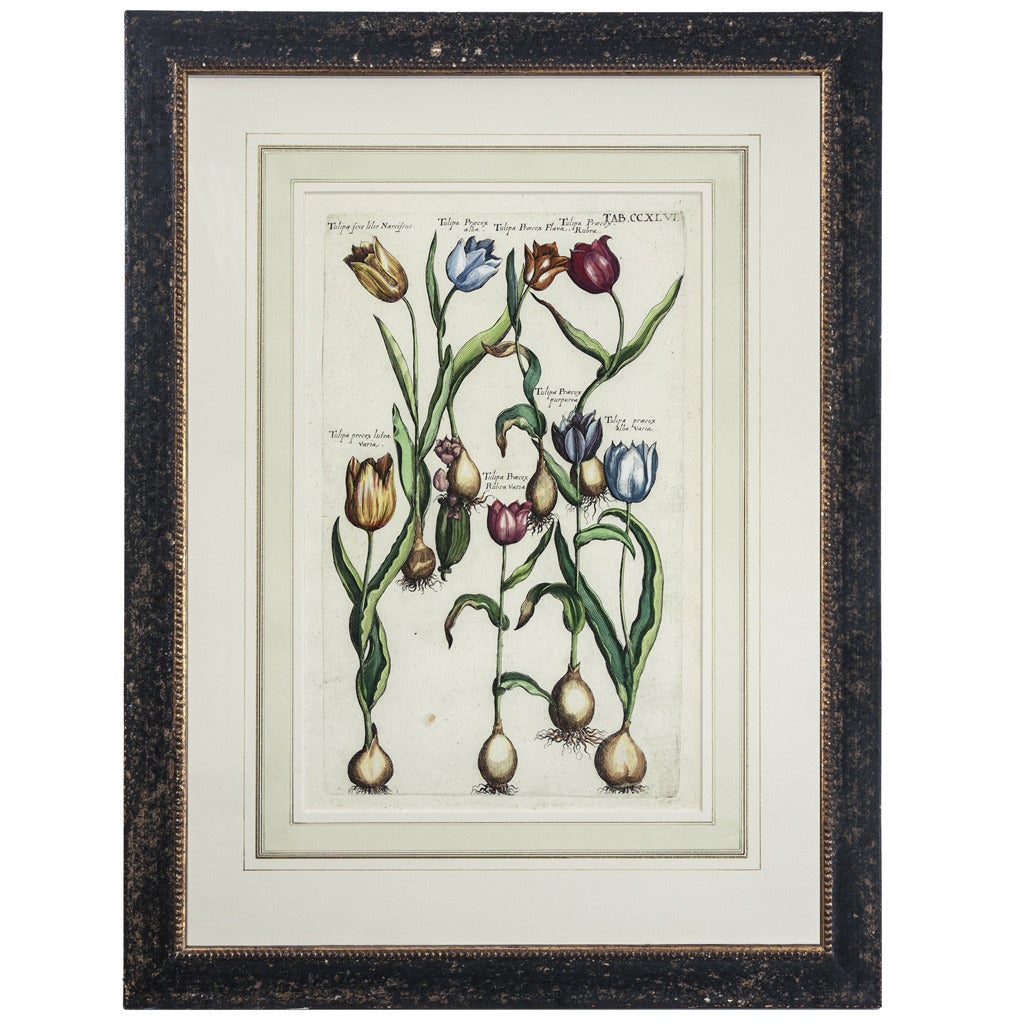 Texas Tulip or Fire Tulip Botanical Engraving by Michael Valentini For ...