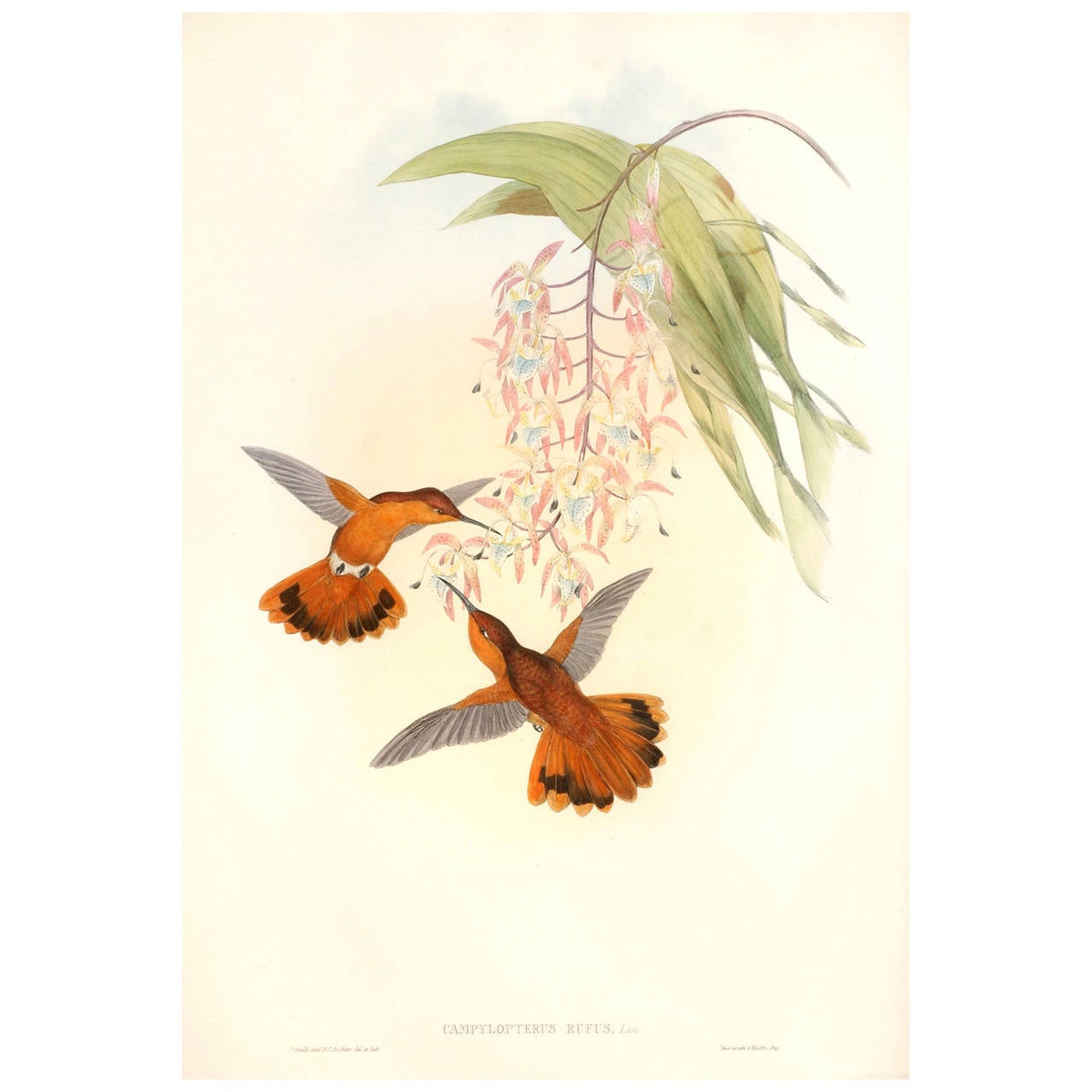 Hummingbird, Rufous Sabrewing, circa 1850 For Sale at 1stDibs
