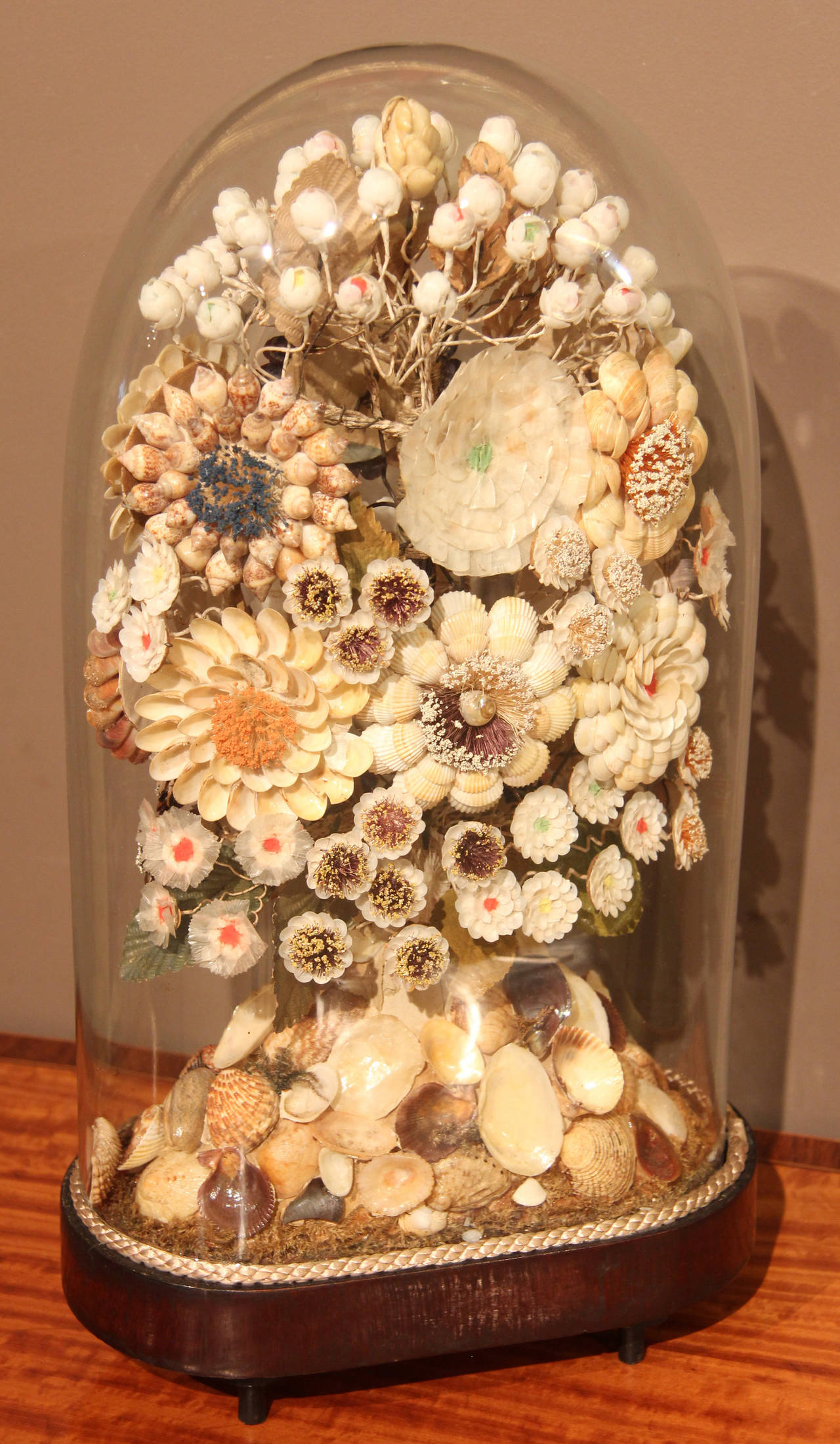 Very Rare Pair of Regency Period Shell Displays Under Glass Dome at 1stDibs