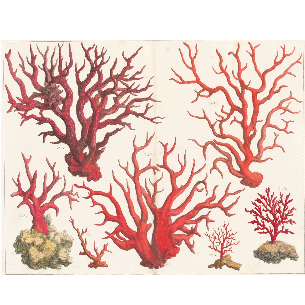 Hand-Colored Engraving of Coral by Albertus Seba at 1stDibs