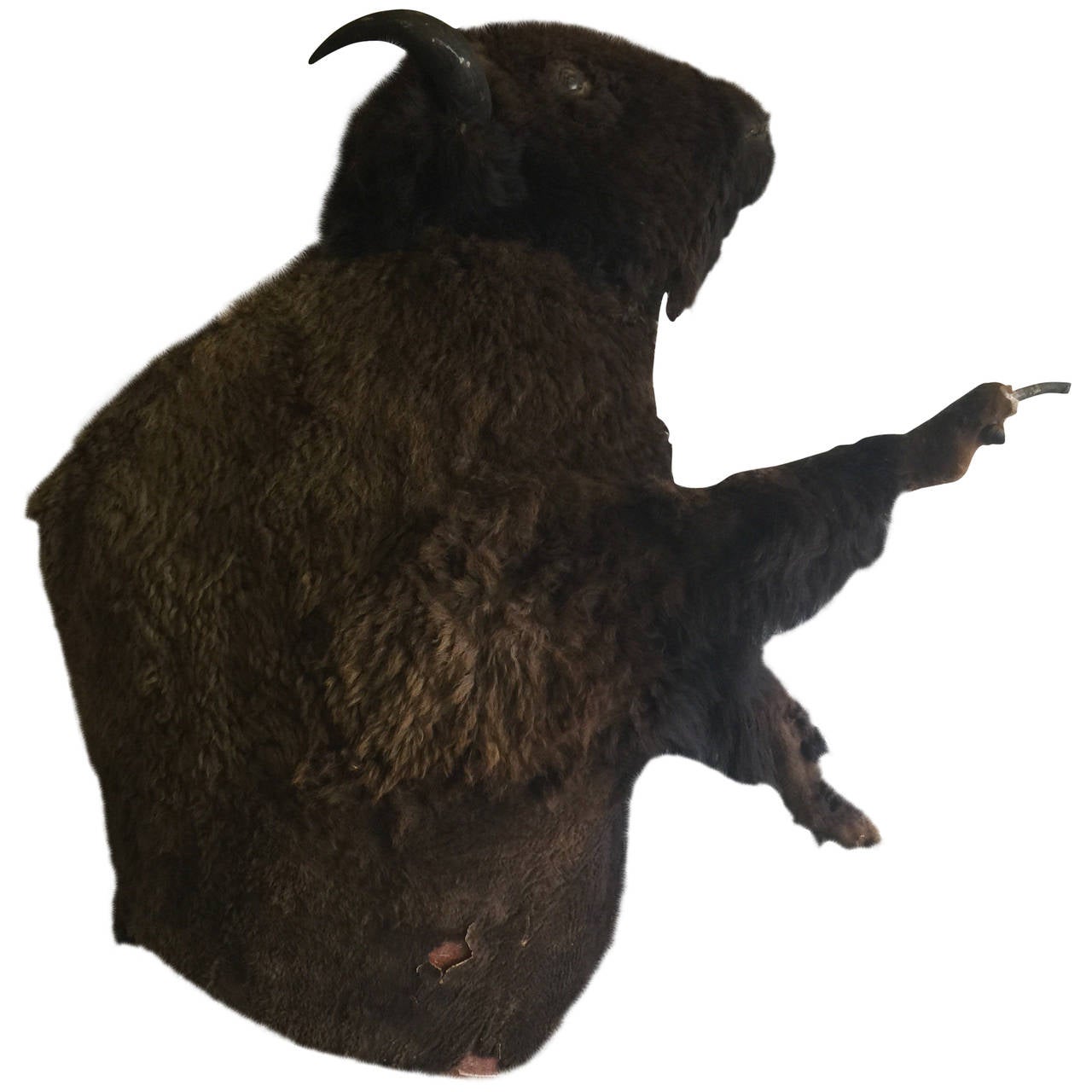 Buffalo Torso from Legendary NYC Rock and Roll Venue For Sale at ...