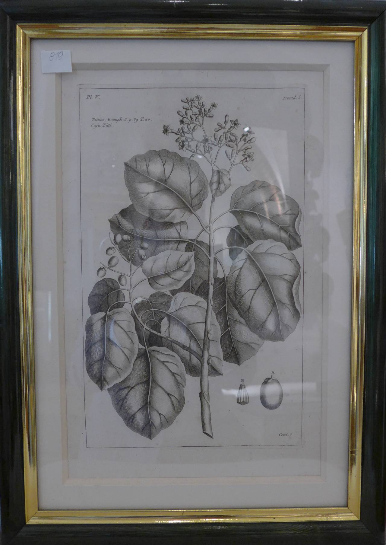 Set of Ten French Botanical Prints, 18th Century at 1stDibs