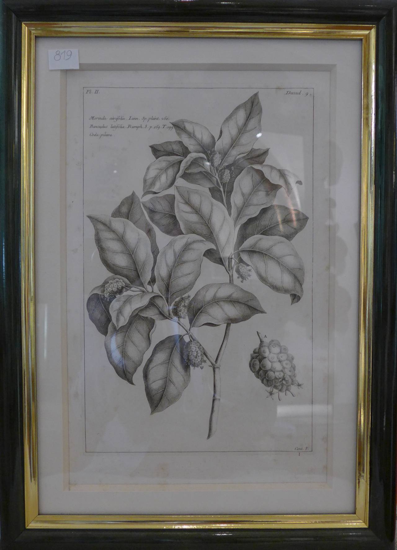 Set of Ten French Botanical Prints, 18th Century at 1stDibs
