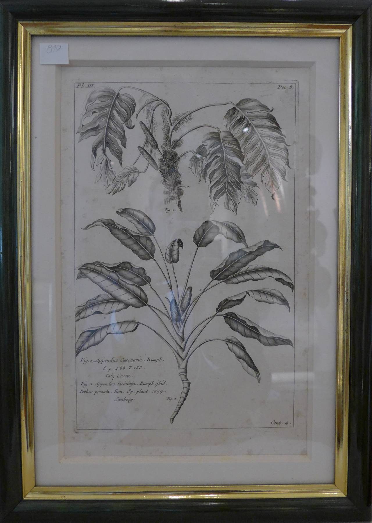 Set of Ten French Botanical Prints, 18th Century at 1stDibs