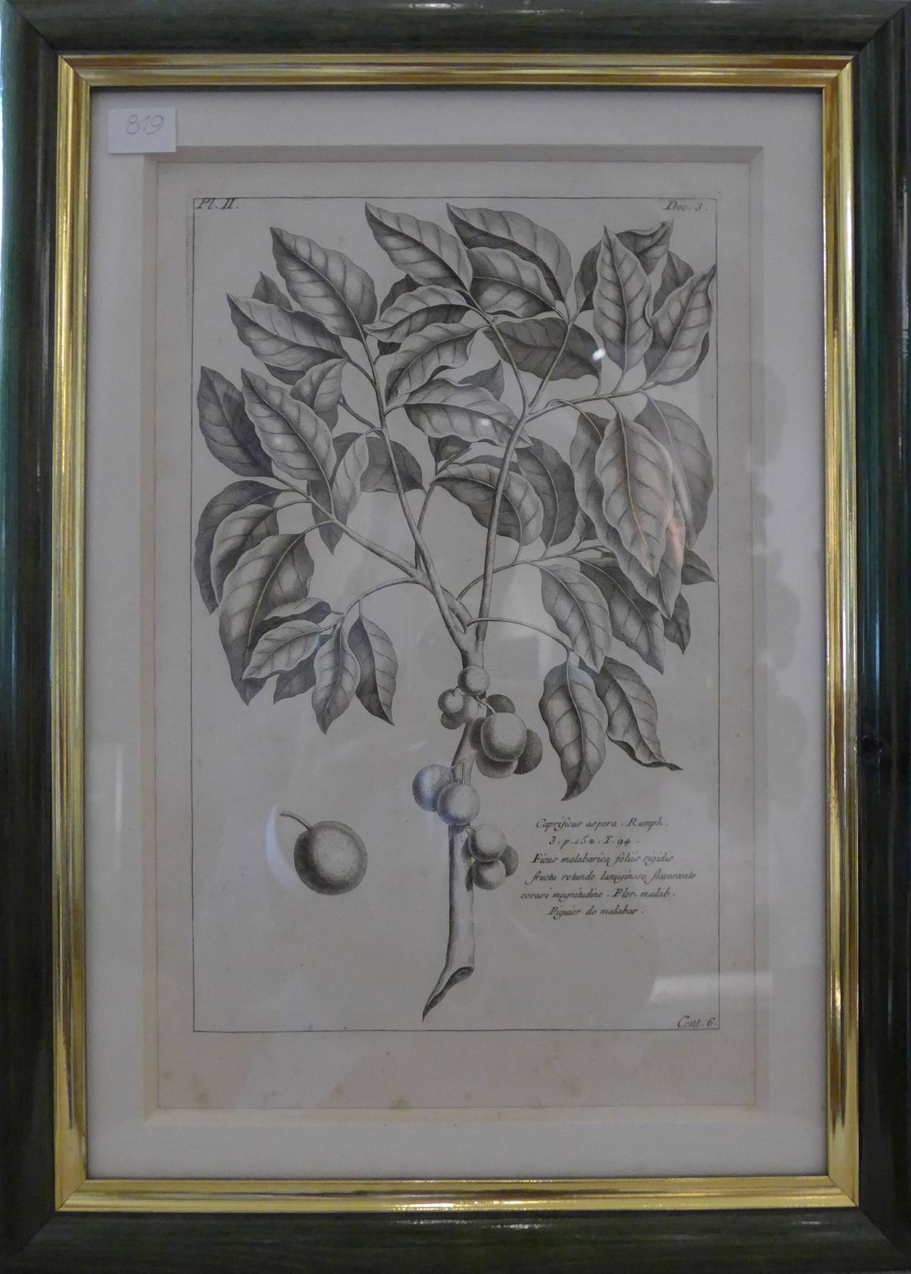 Set of Ten French Botanical Prints, 18th Century at 1stDibs