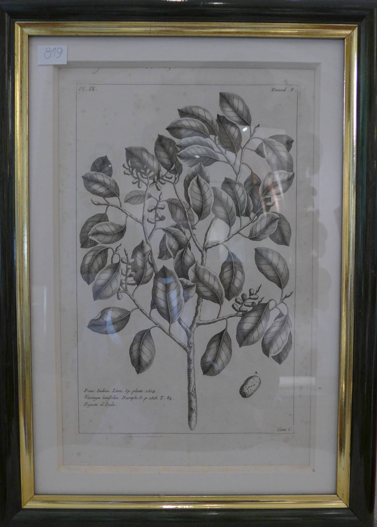 Set of Ten French Botanical Prints, 18th Century at 1stDibs