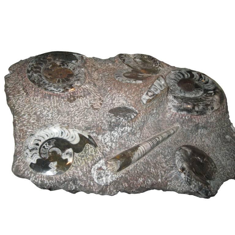 Fossilized Ammonites For Sale at 1stdibs