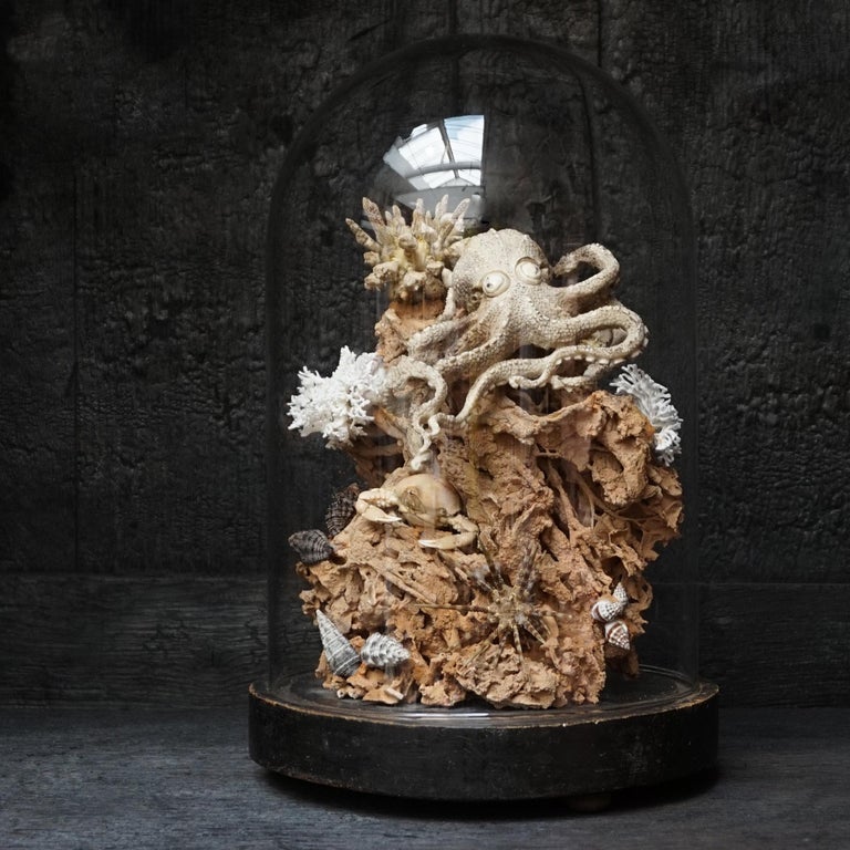 Victorian Sea Still Life Diorama under Glass with Okimono Bone Octopus ...