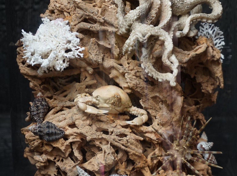 Victorian Sea Still Life Diorama under Glass with Okimono Bone Octopus ...