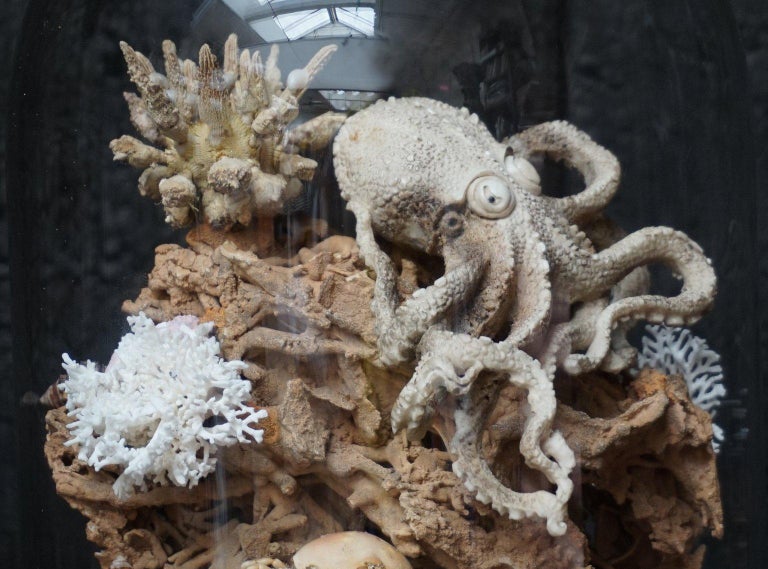 Victorian Sea Still Life Diorama under Glass with Okimono Bone Octopus ...