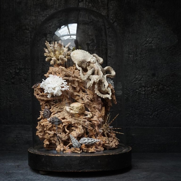 Victorian Sea Still Life Diorama under Glass with Okimono Bone Octopus ...