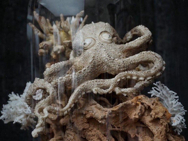 Victorian Sea Still Life Diorama under Glass with Okimono Bone Octopus ...