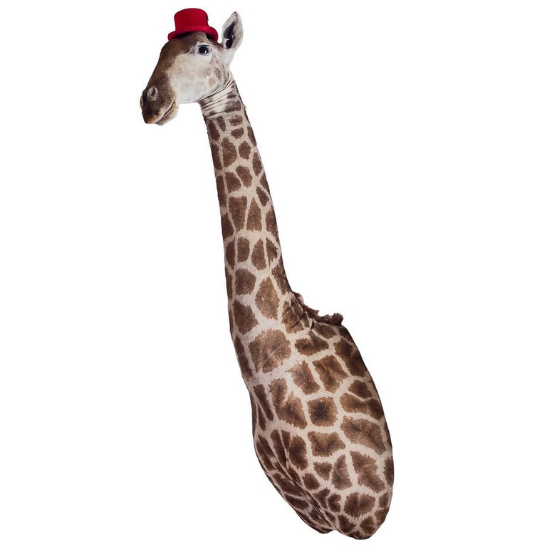 Taxidermy Giraffe Bust Mount at 1stDibs
