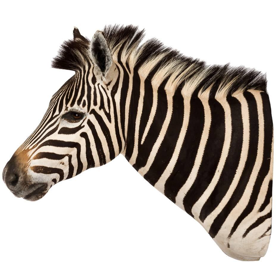 Rare African Taxidermy Large Burchell Zebra Head at 1stDibs