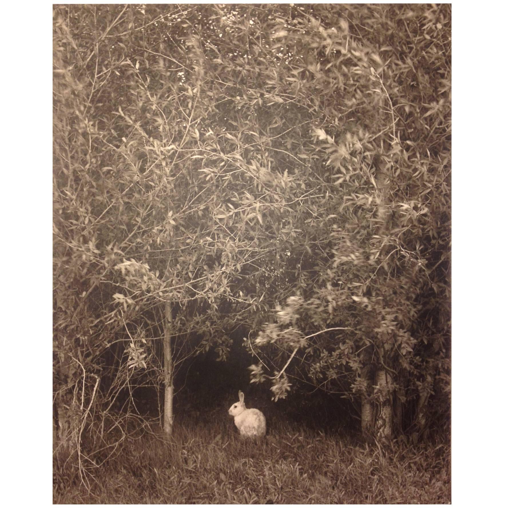 Josef Breitenbach "Lone Rabbit", circa 1945, Bromoil Transfer Print For ...
