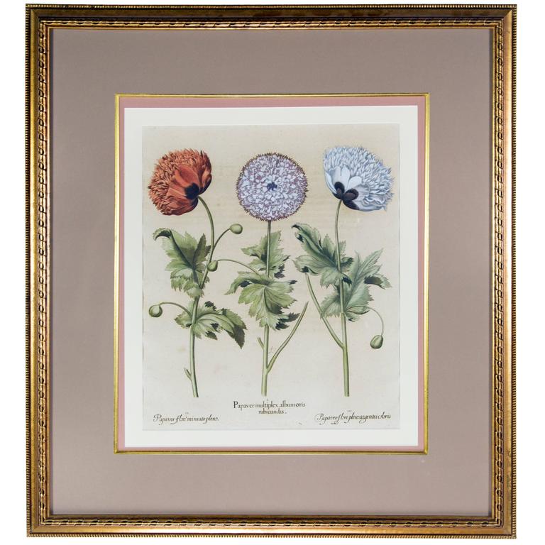 Basilius Besler Botanical Hand-Colored Engraving of Poppies at 1stDibs ...