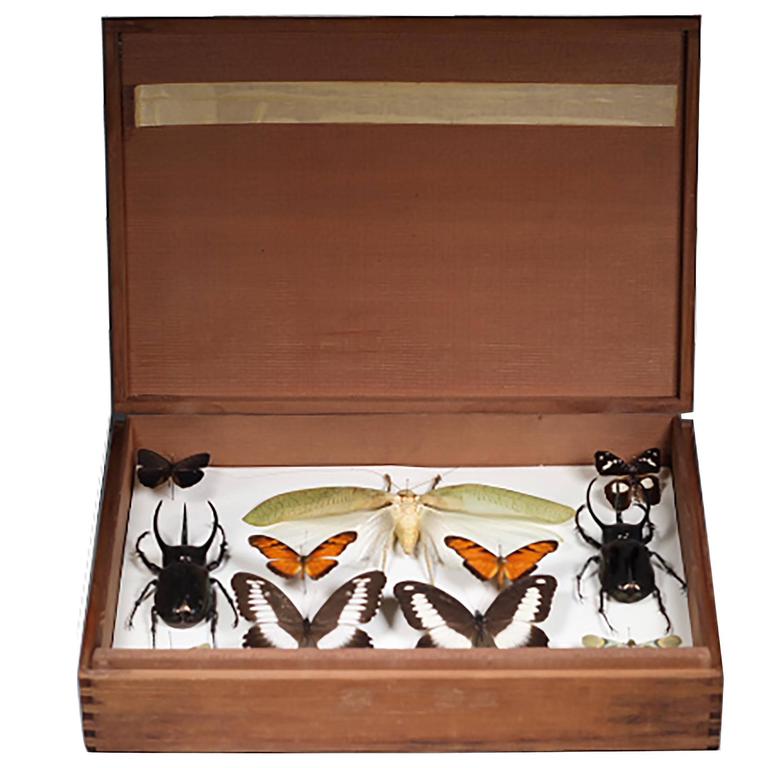 Mid-Century Insect Collection at 1stDibs