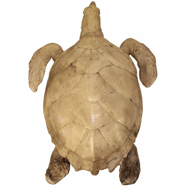 Large Vintage Resin Sea Turtle at 1stDibs | large resin sea turtle ...