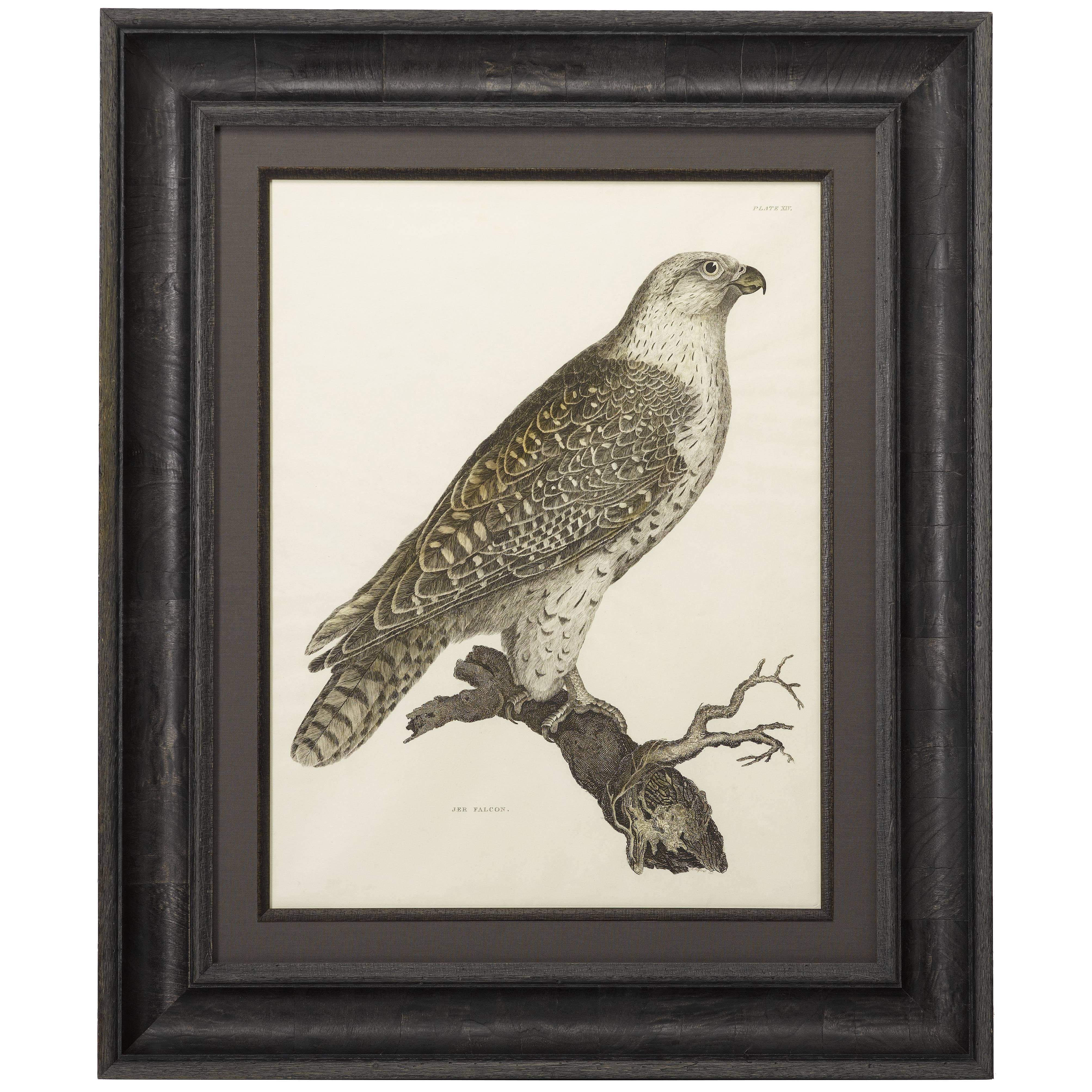 "Jer Falcon" Hand-Colored, 1st Edition Plate by Prideaux Shelby, circa ...