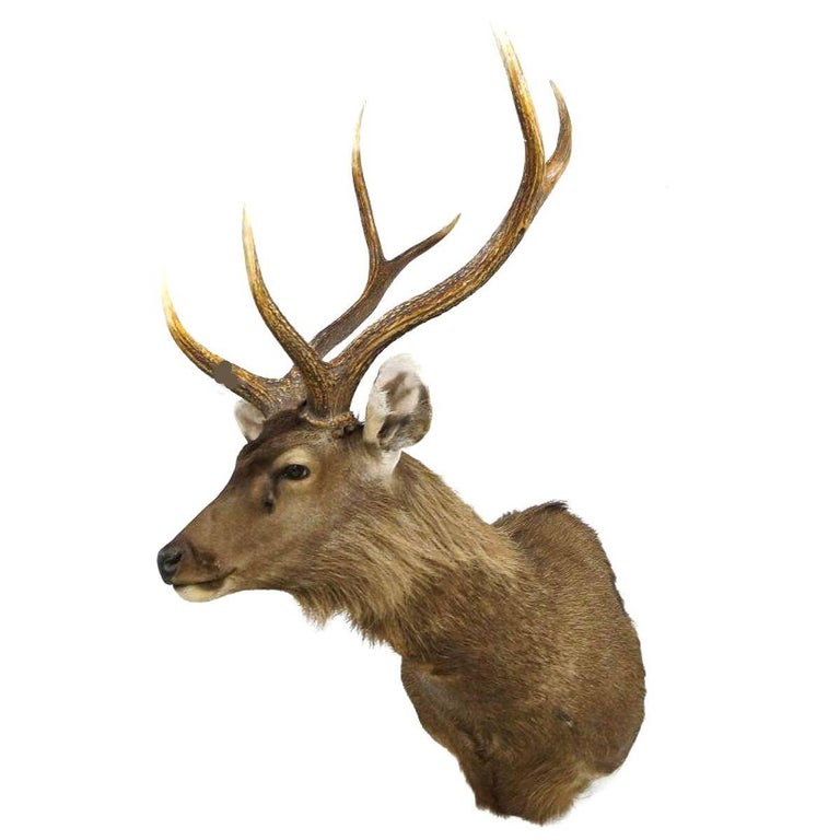 Monumental and Majestic Red Stag For Sale at 1stdibs