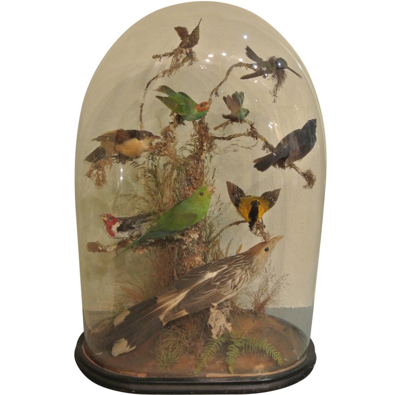 19th Century Collection of Tropical Birds at 1stDibs