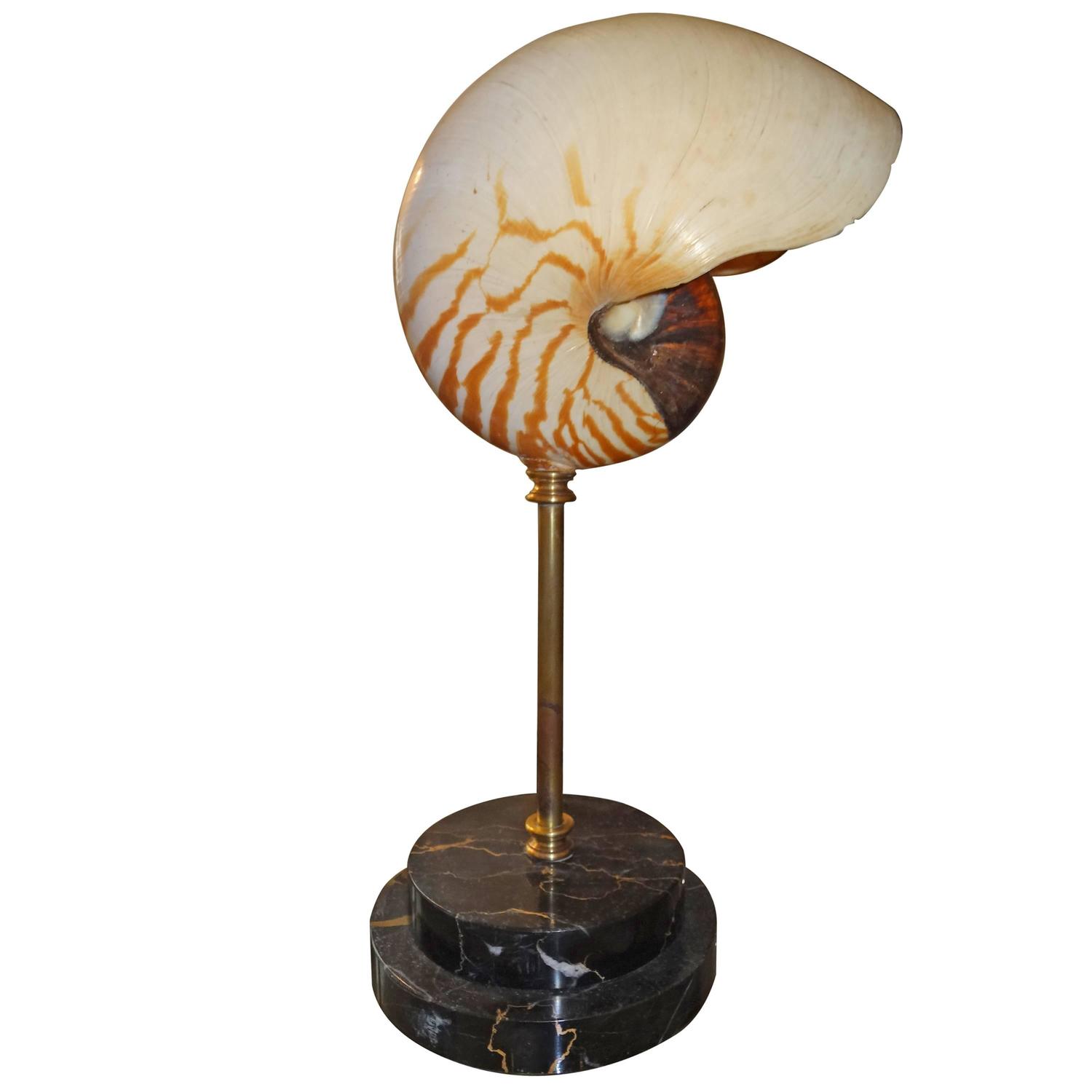 Shell Lamp at 1stdibs