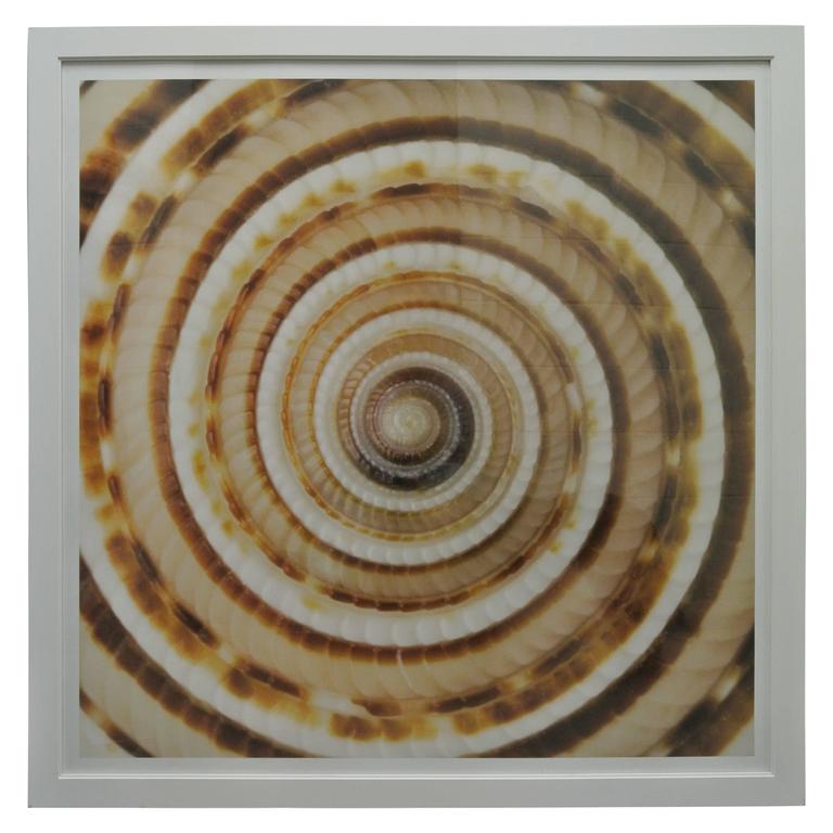 Sepia Shell Photograph by Ben Wood For Sale at 1stDibs