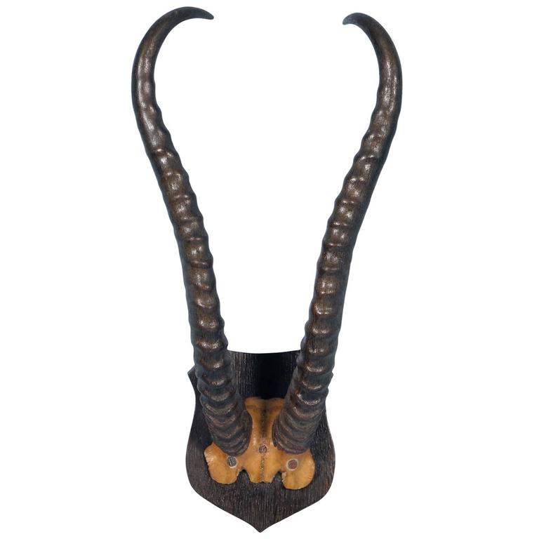 Exotic African Horns, circa 1920 at 1stDibs