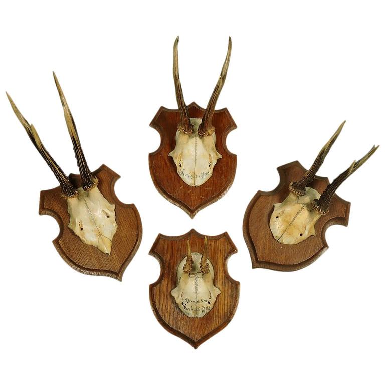 Four Antique German Black Forest Roe Deer Mounted Antlers at 1stDibs