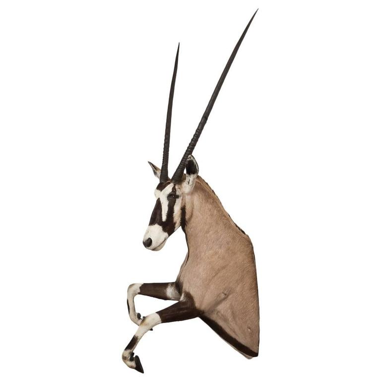 20th Century African Taxidermy Large Rearing Half Gemsbok Mount at 1stDibs