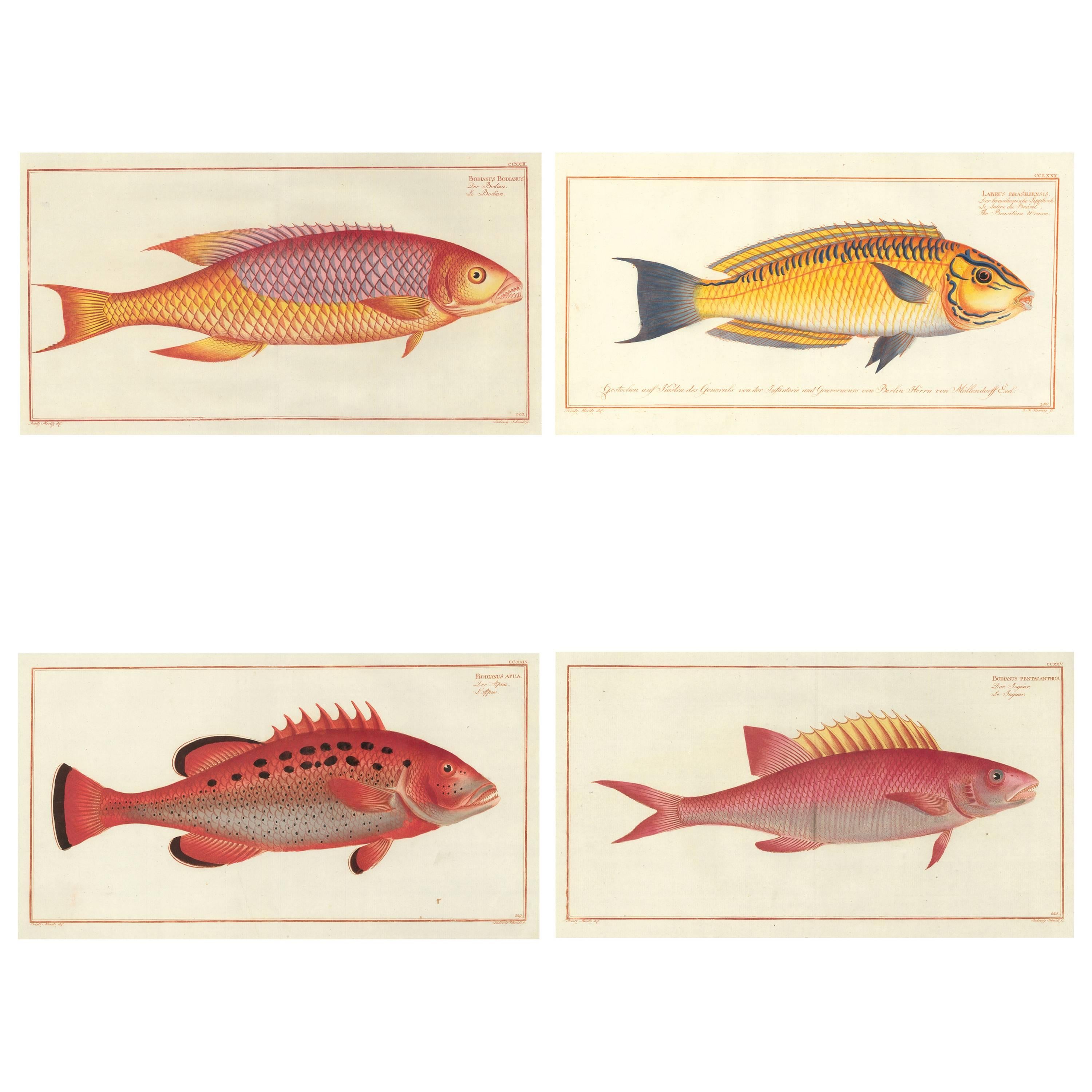 Set of Four Hand-Colored Fish Prints by Bloch, 1797 For Sale at 1stDibs