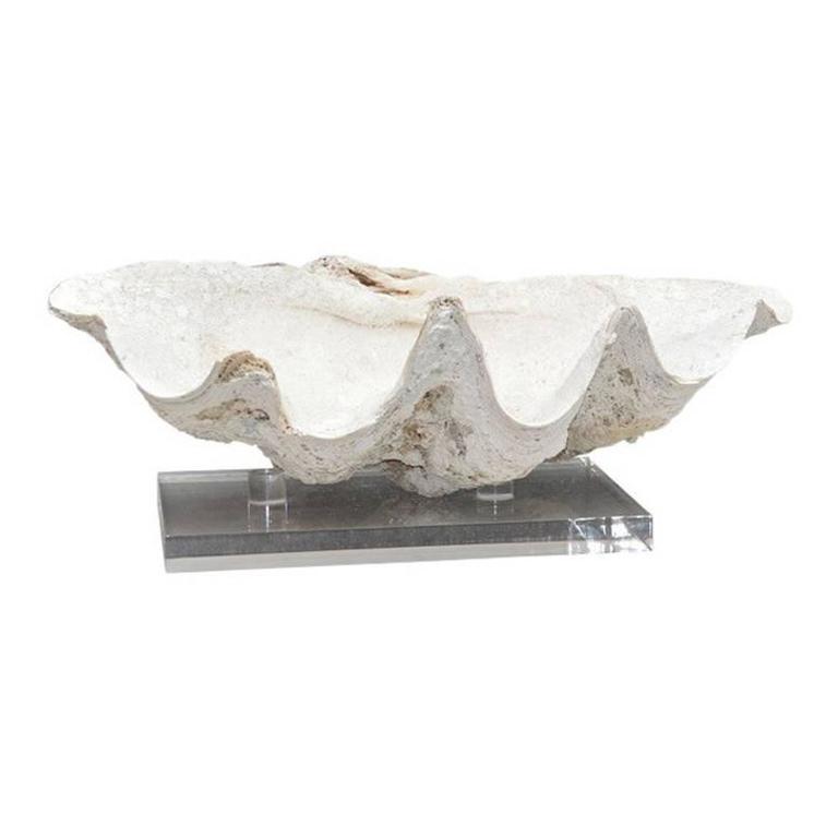 Giant Pacific Clam Shell on Lucite Base at 1stDibs