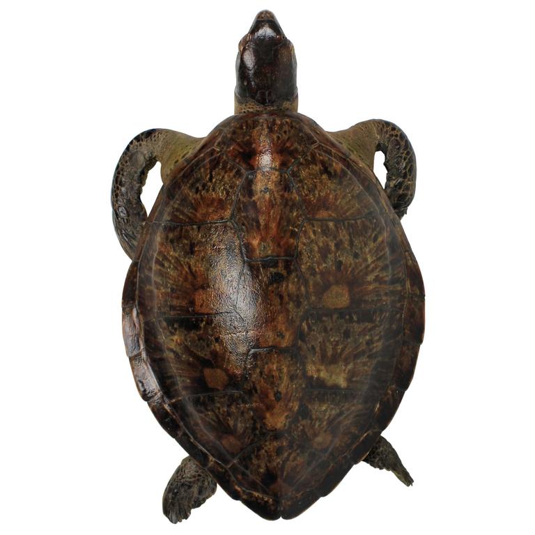 Taxidermy Turtle at 1stDibs