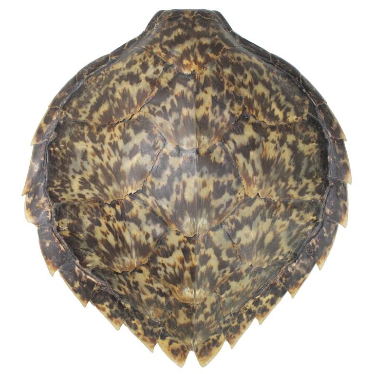 Shell with a Marvellous Design from a Sea Turtle from Asia, circa 1930 ...