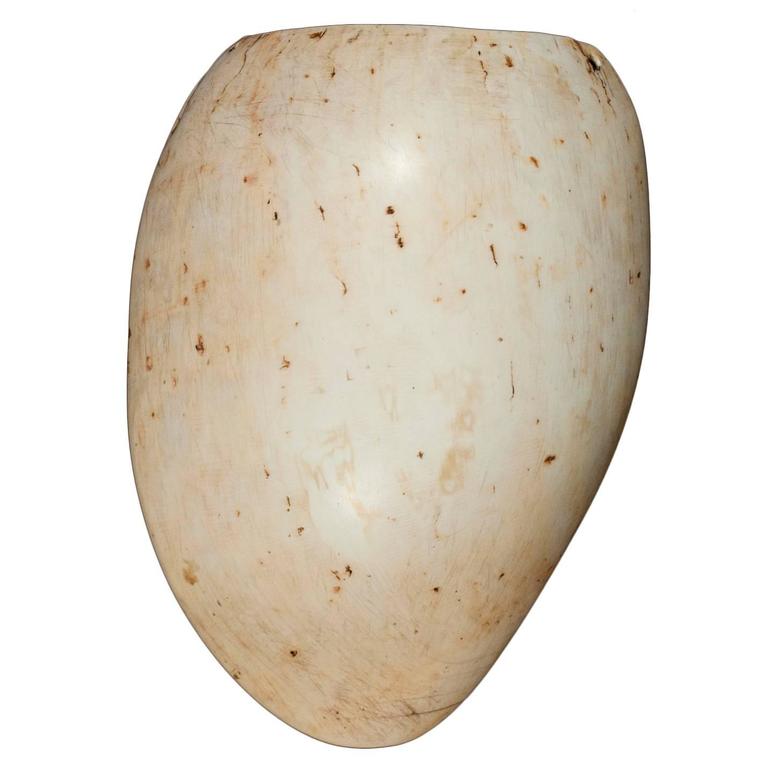 Early 20th Century Bailer Shell Pectoral from Papua New Guinea at 1stDibs
