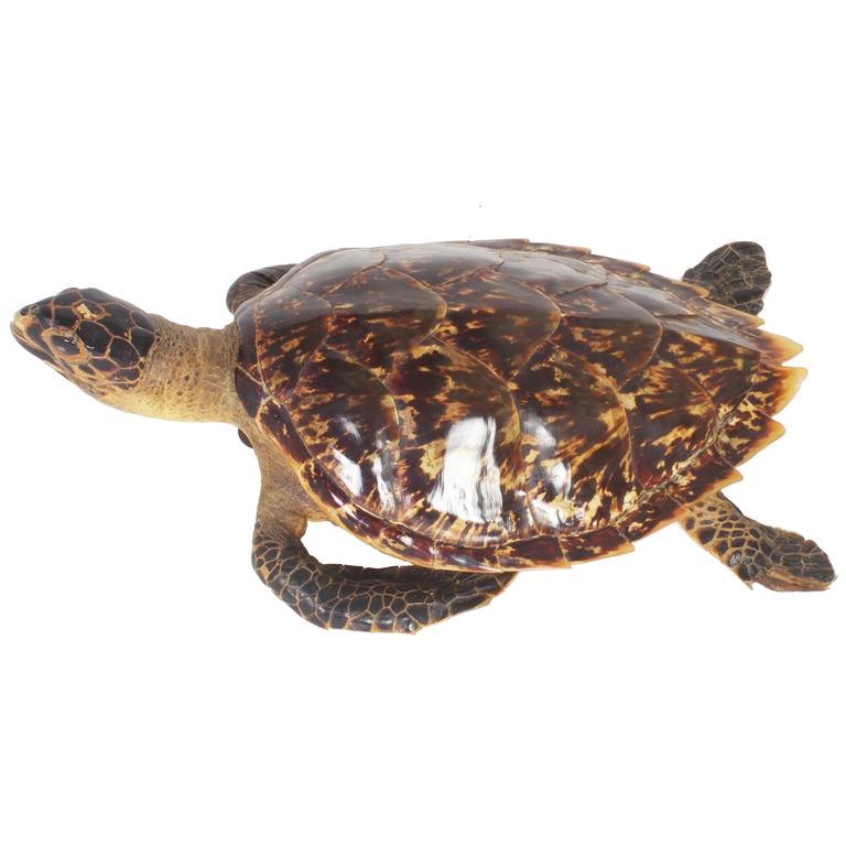 Antique Taxidermy Turtle at 1stDibs | taxidermy sea turtle, sea turtle ...