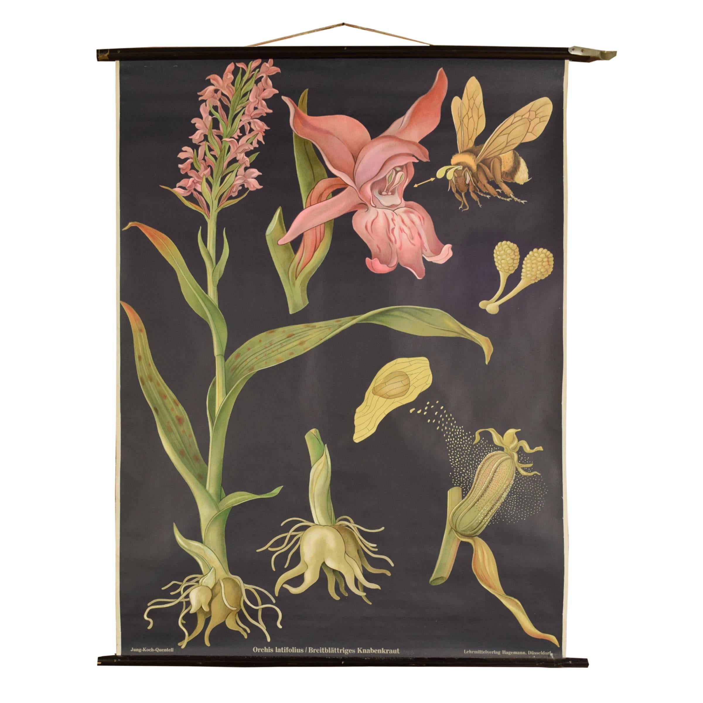 German Educational Poster of an Orchid at 1stDibs