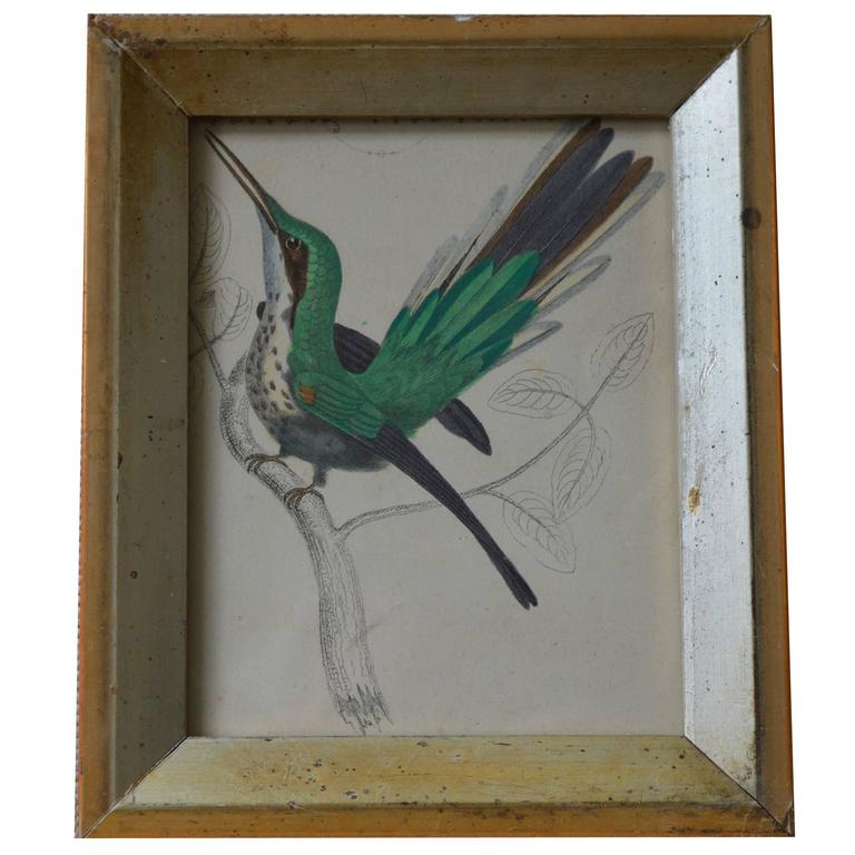 Original Antique Print of a Hummingbird, circa 1850 at 1stDibs