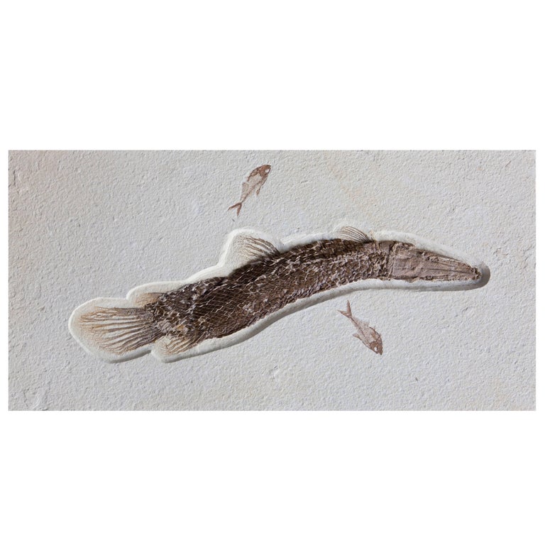 Rare Fossil Garfish, United States. Preserved Scales. 55 Million Years ...