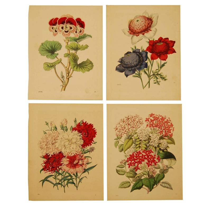 Set of Four Victorian Brightly Colored Prints of Flowers, circa 1853 ...